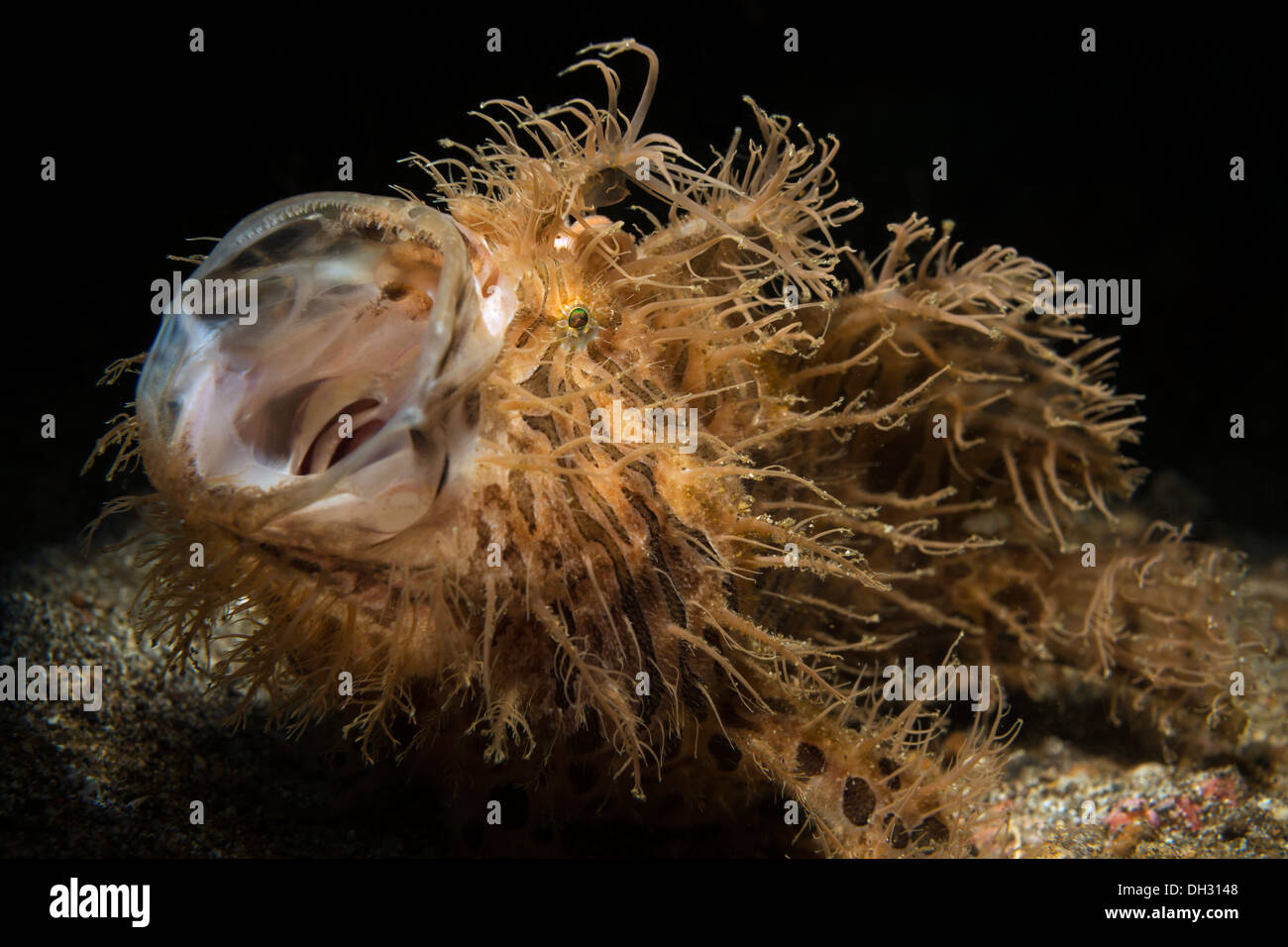 Striated Frogfish, Antennarius striatus, Lembeh Strait, North Sulawesi ...