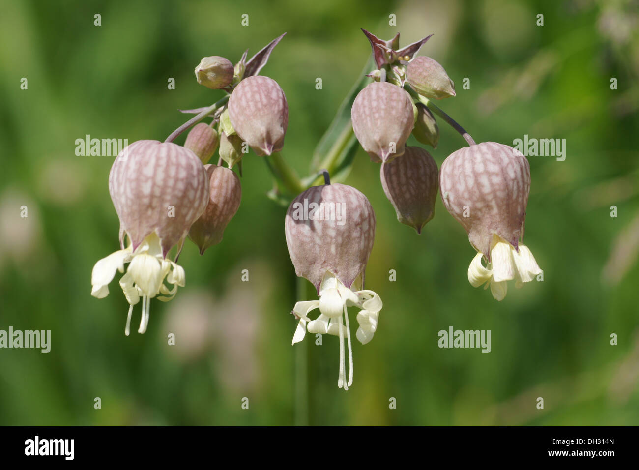 Bladder campion flower hi-res stock photography and images - Alamy