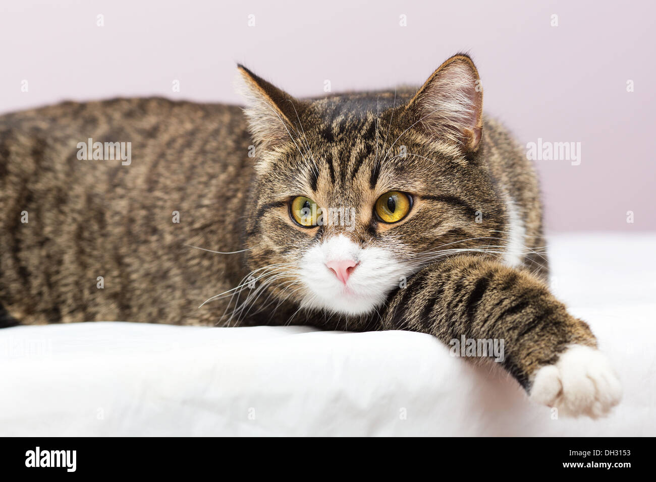 Sad, gray, striped cat, lying and thinking Stock Photo - Alamy