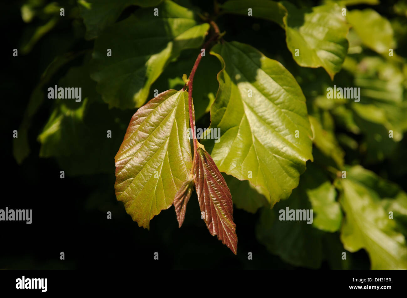 Ironwood Trees High Resolution Stock Photography and Images - Alamy
