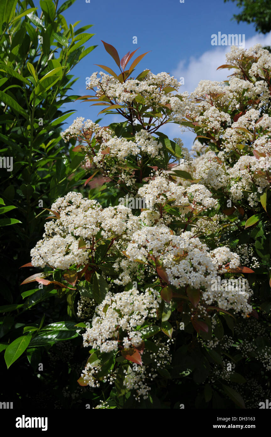 Photinia flower hi-res stock photography and images - Alamy