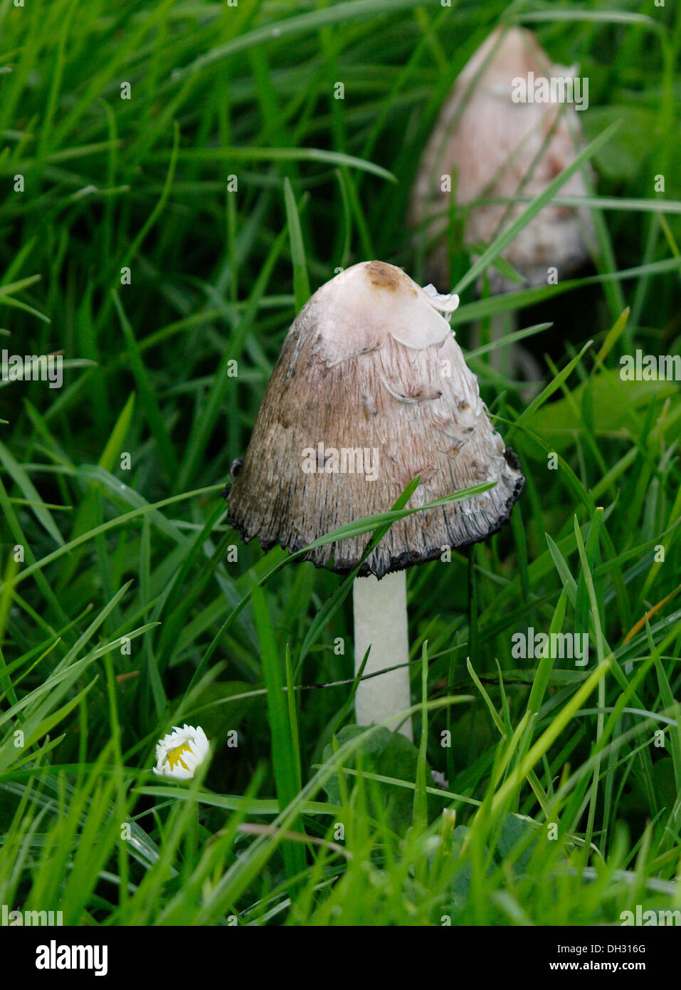 Shaggy Ink Cap Mushroom (Coprinus comatus) UK Stock Photo - Alamy