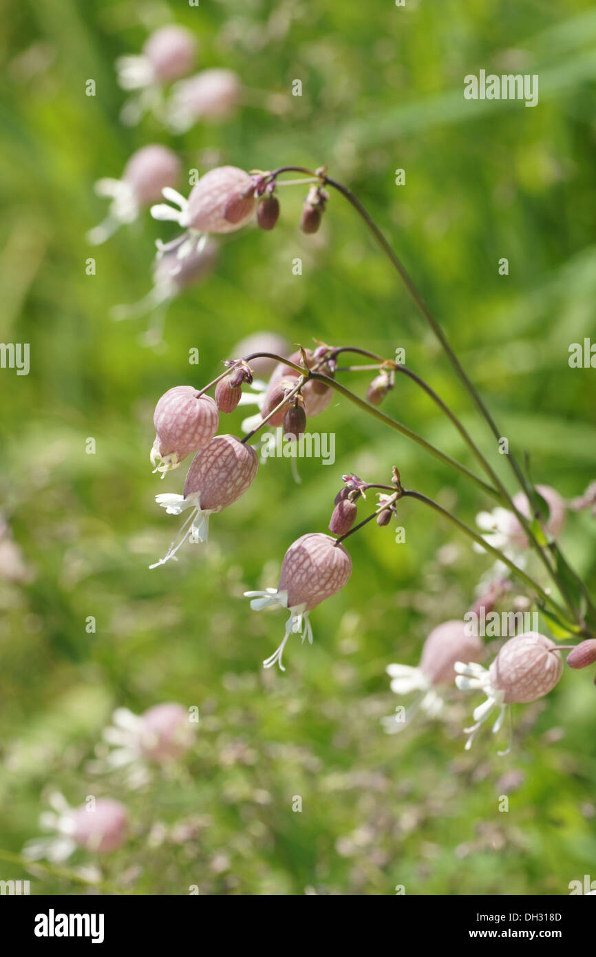 Bladder campion plants silene vulgaris hi-res stock photography and ...