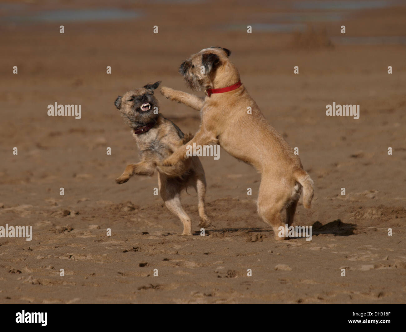 Border fight hi-res stock photography and images - Alamy