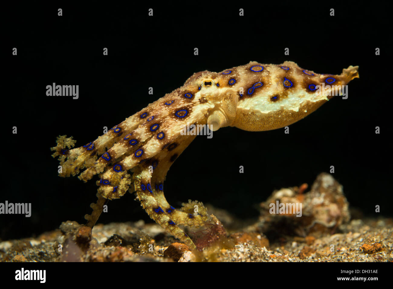 Blue Ring Octopus, Hapalochlaena lunulata, Lembeh Strait, North ...