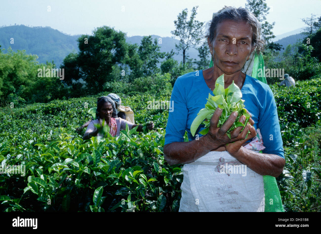 Tamil tea pickers working in a tea plantation, Ella, Sri Lanka Stock ...