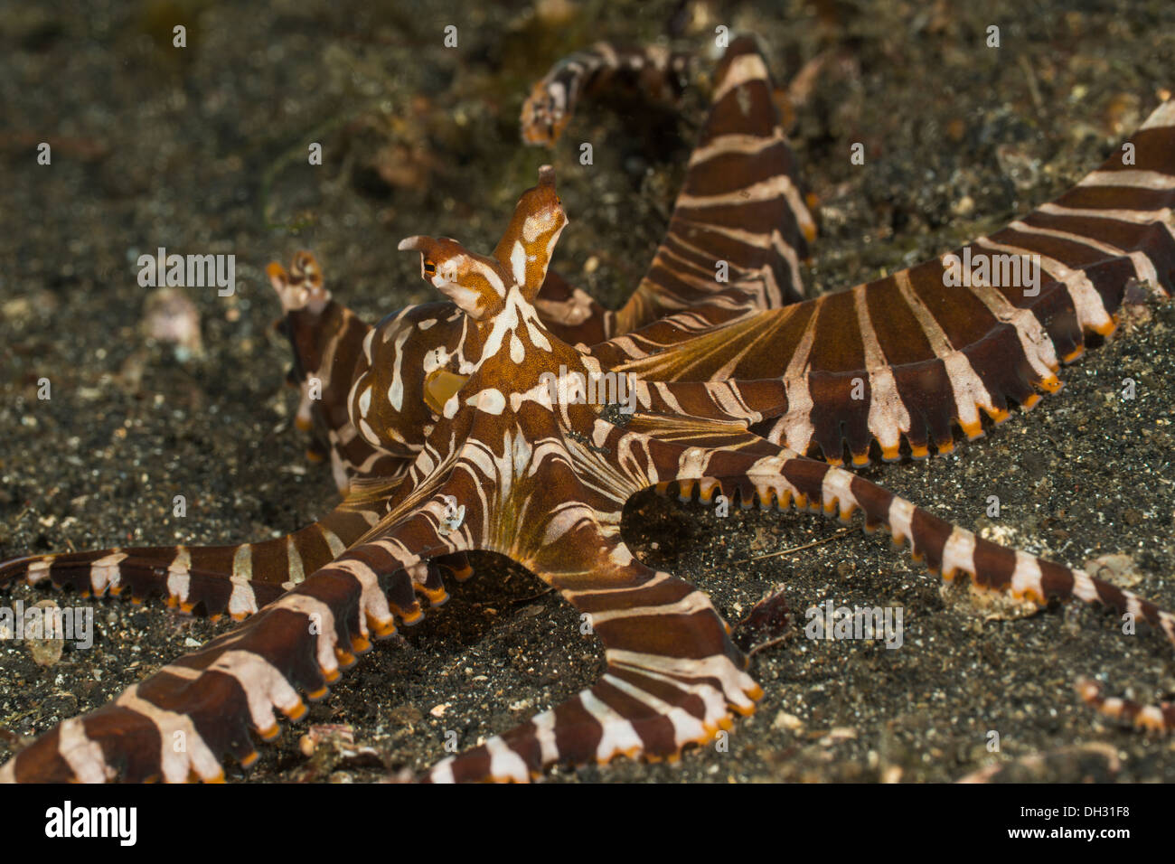 Wunderpus Octopus, Wunderpus photogenicus, Lembeh Strait, North ...