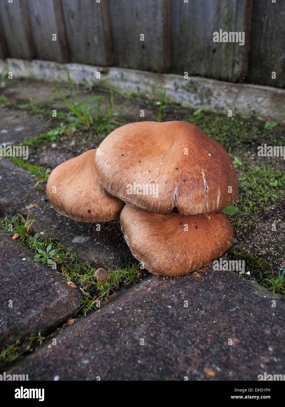 Slippery Jack Suillus luteus growing through brick weave paving ...