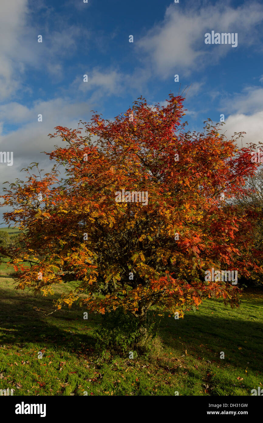 ROWAN TREE [SORBUS] WITH YELLOW BERRIES AND COLOURED LEAVES IN AUTUMN ...