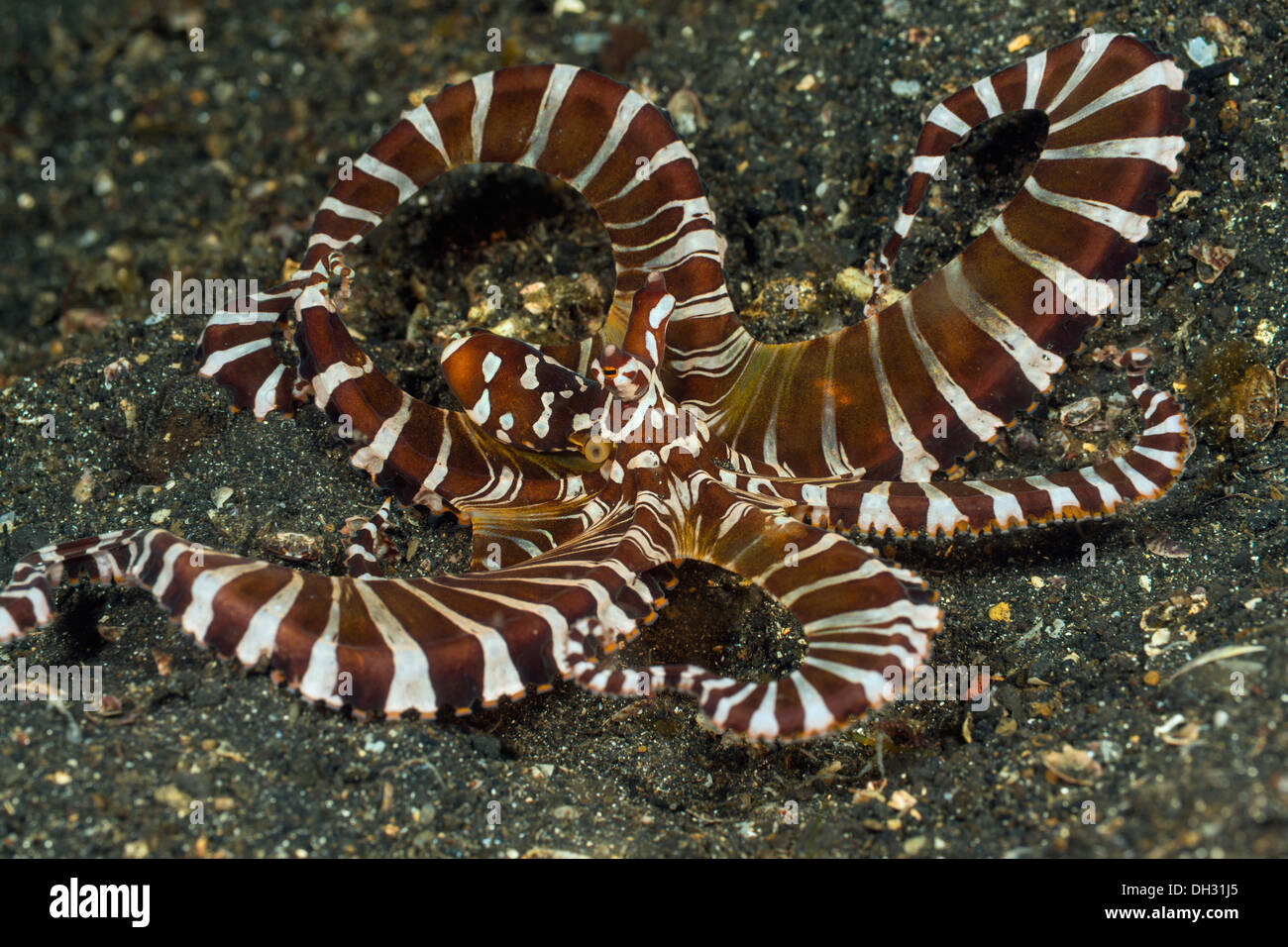 Wunderpus Octopus, Wunderpus photogenicus, Lembeh Strait, North ...