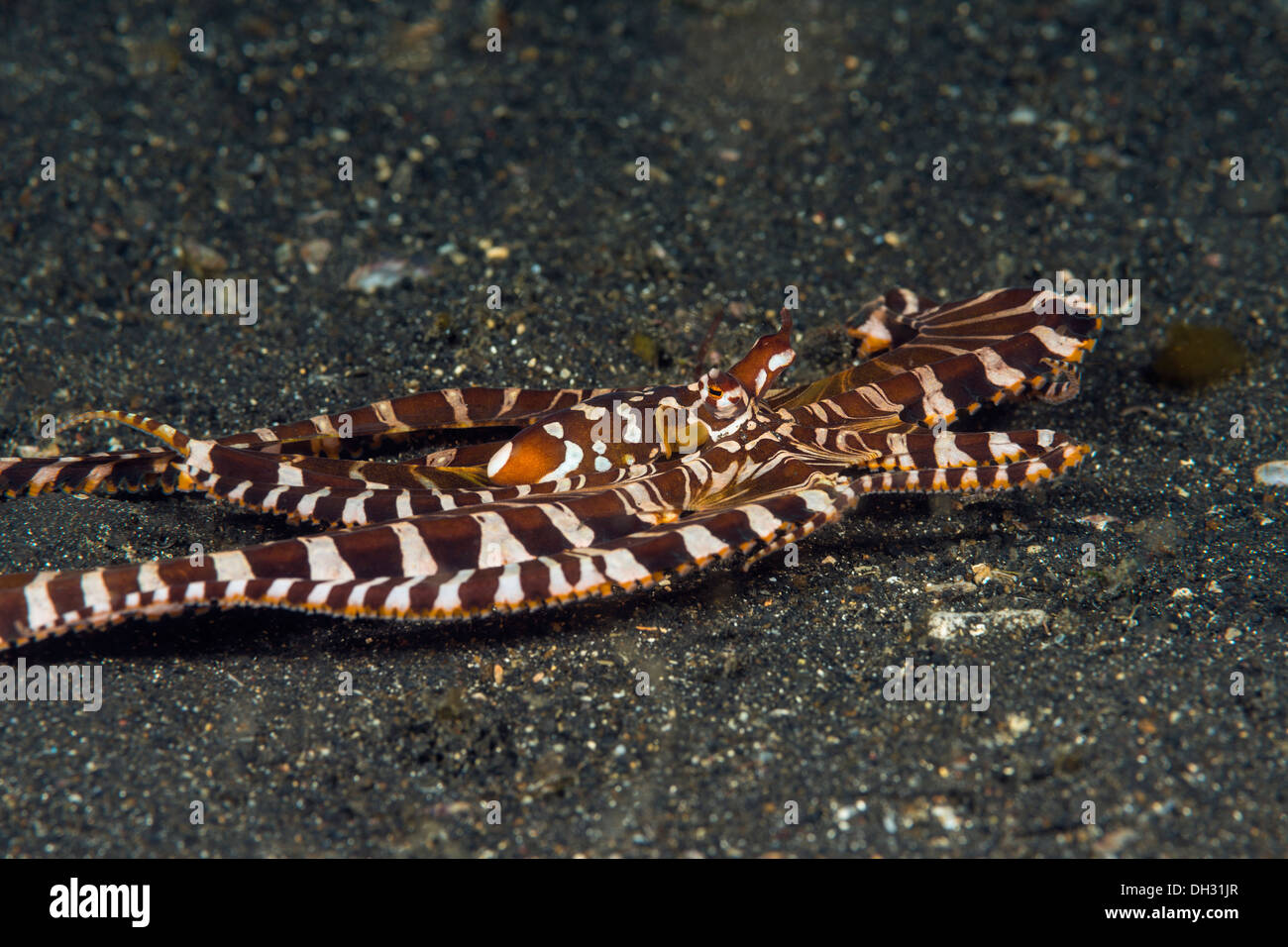 Wunderpus Octopus, Wunderpus photogenicus, Lembeh Strait, North ...