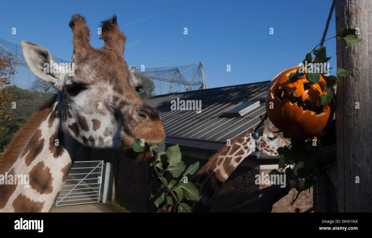 London, UK. 30 October 2013. Giraffes (Giraffa camelopardalis) are fed ...