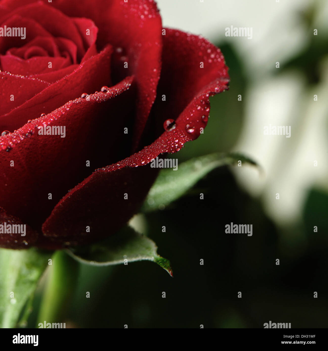 Red rose 1 hi-res stock photography and images - Alamy
