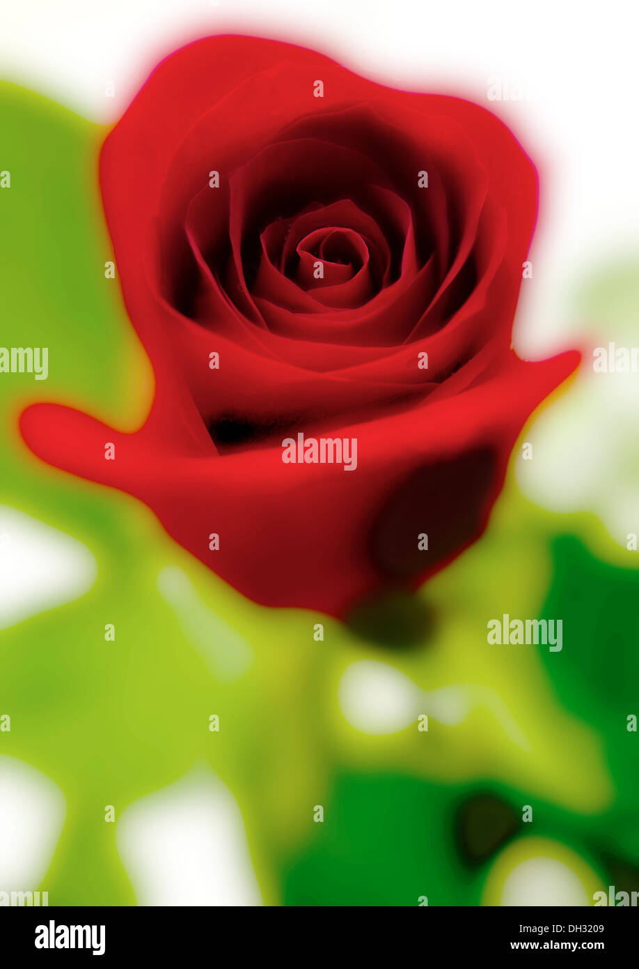Red rose 1 hi-res stock photography and images - Alamy