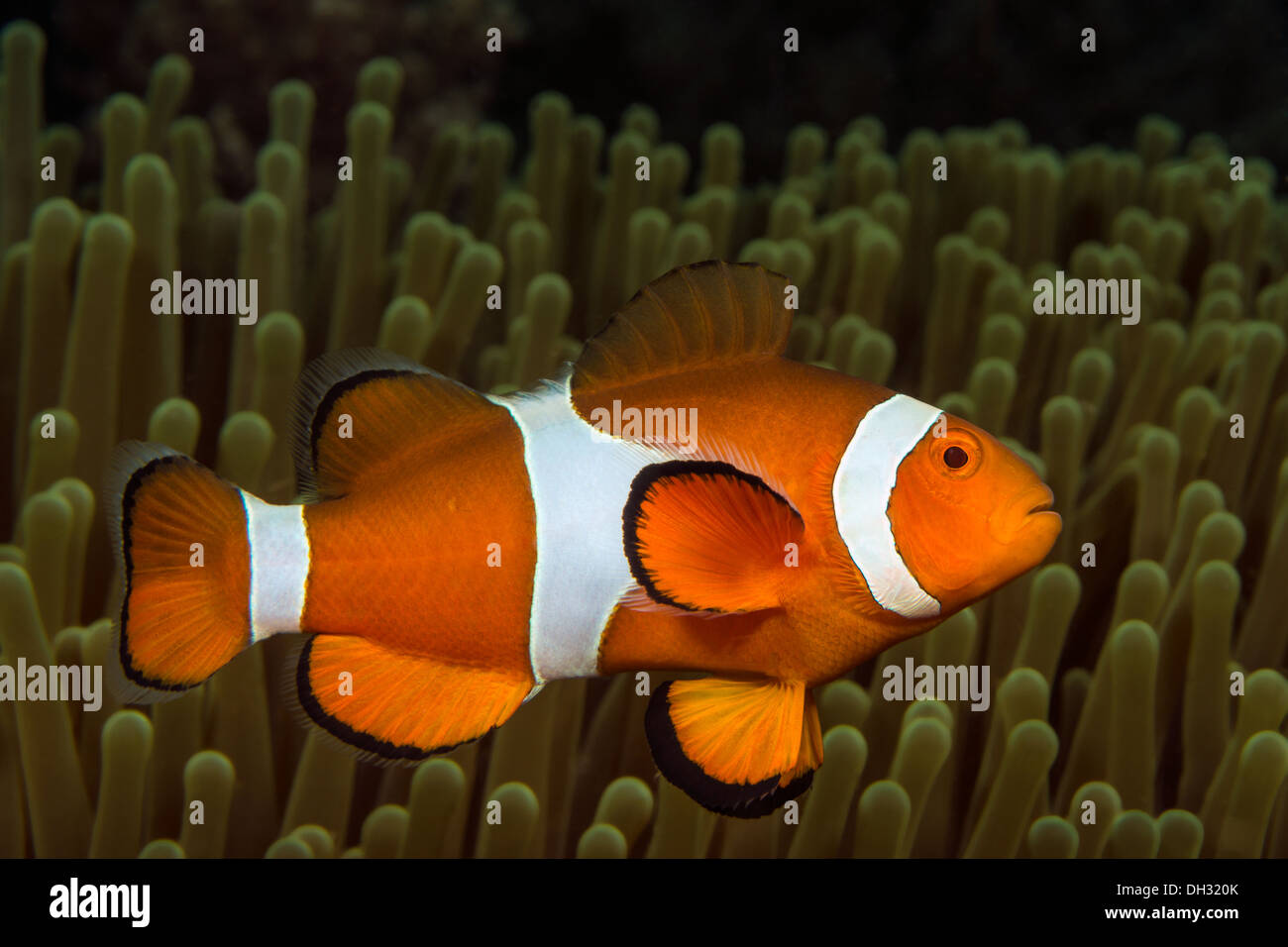 False Clown Anemonefish, Amphiprion ocellaris, Lembeh Strait, North ...