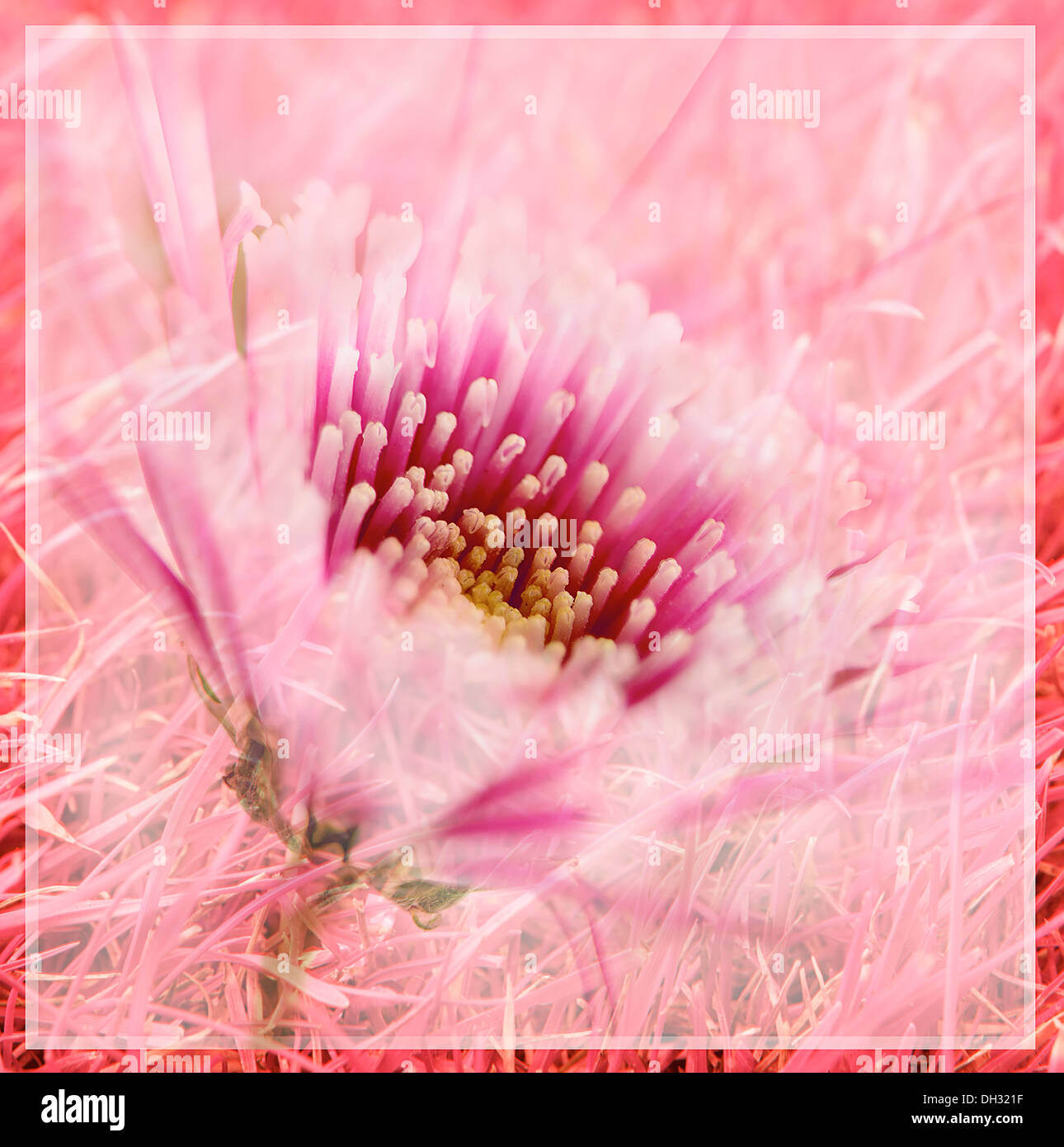Pink flower abstract representation Stock Photo - Alamy