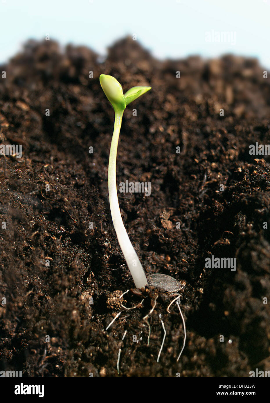 Young seedling growing in soil Stock Photo - Alamy