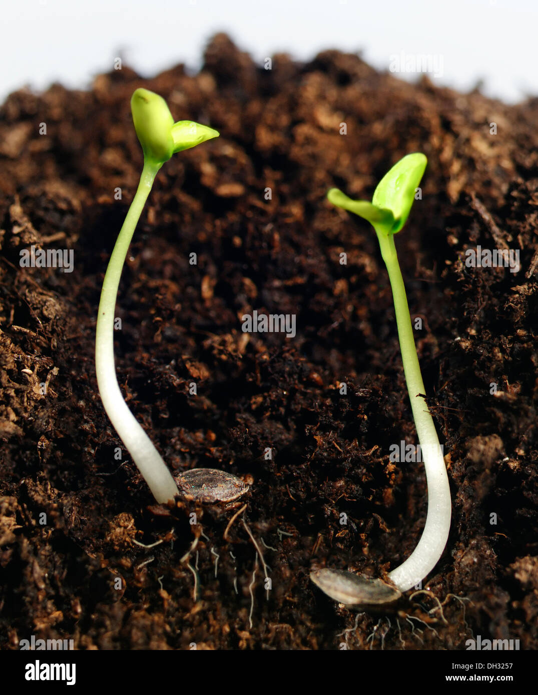 Seedling roots sprout shoot soil hi-res stock photography and images ...