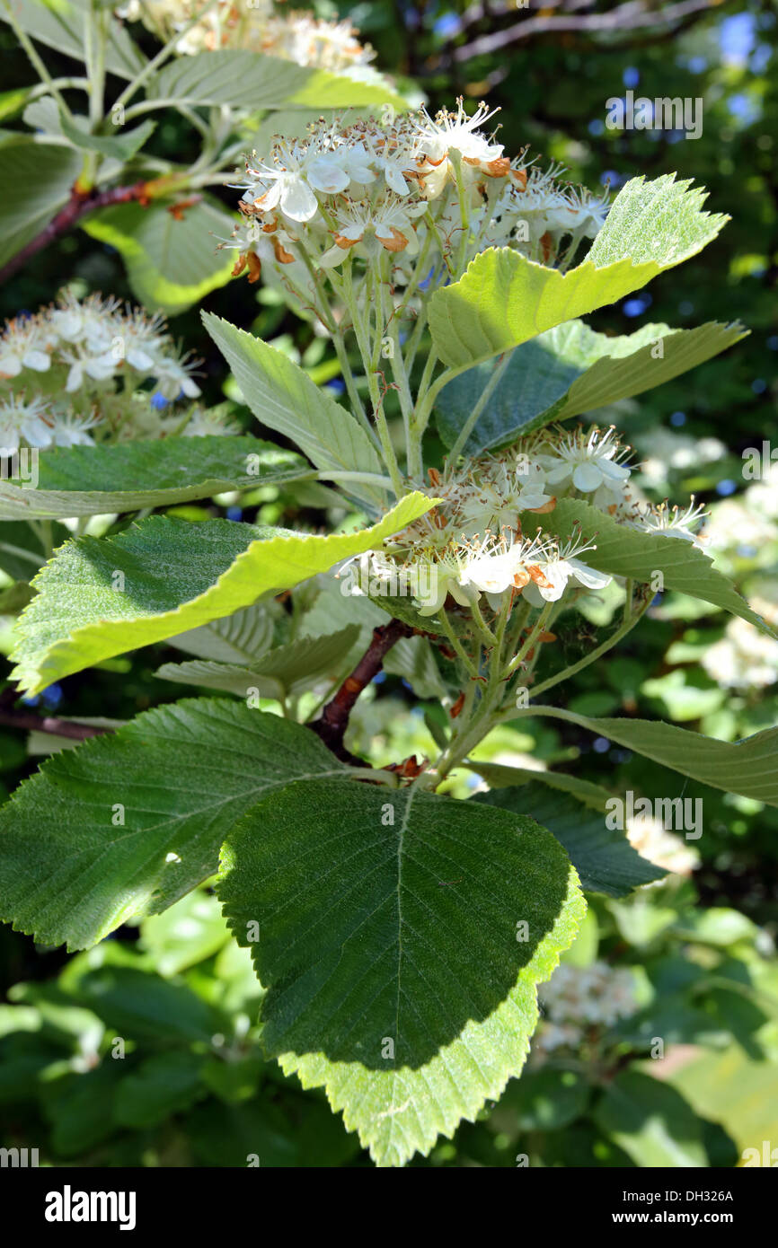 Sorbus aria, Whitebeam Stock Photo - Alamy