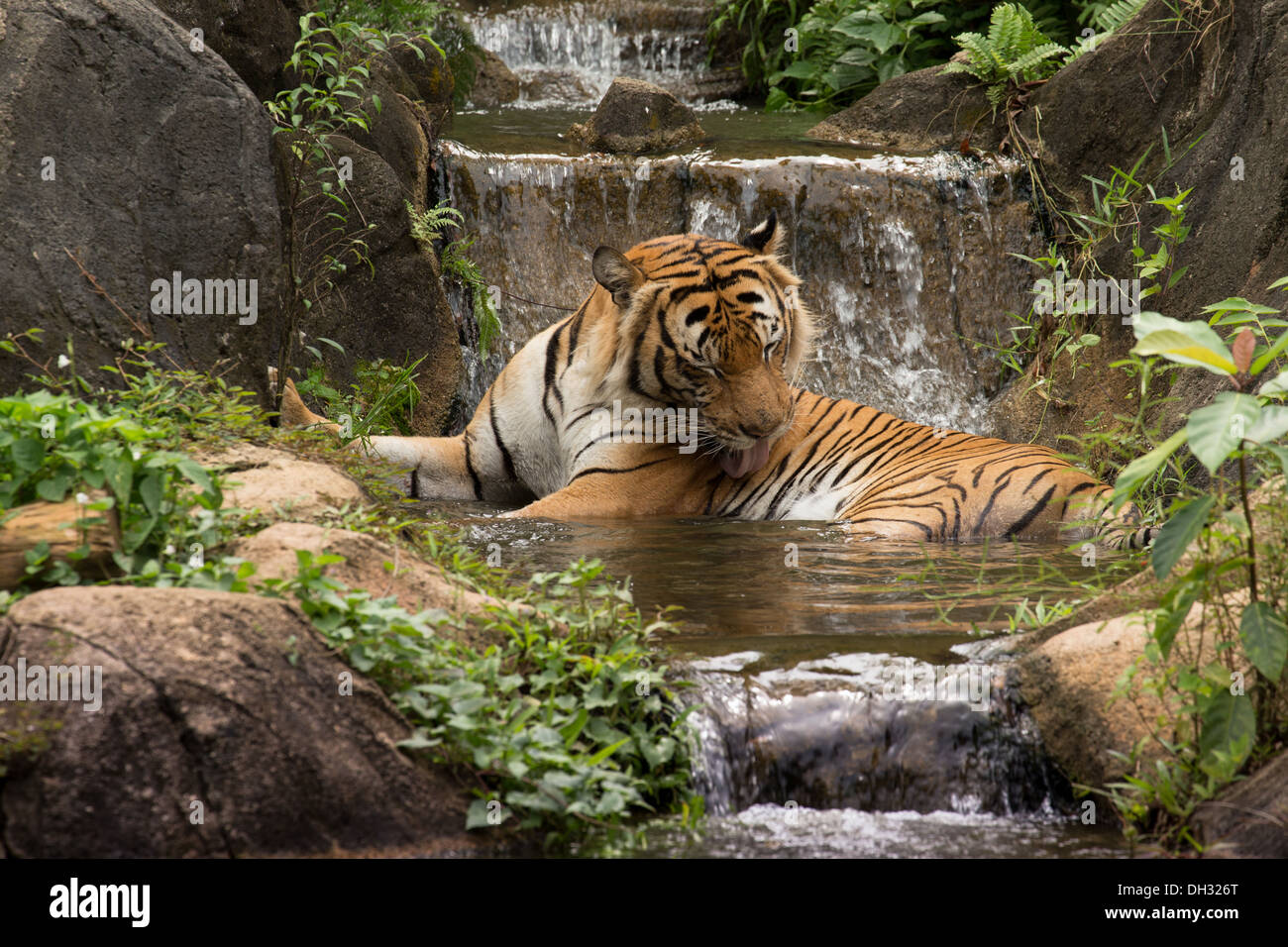 Male siberian tiger panthera tigris hi-res stock photography and images ...