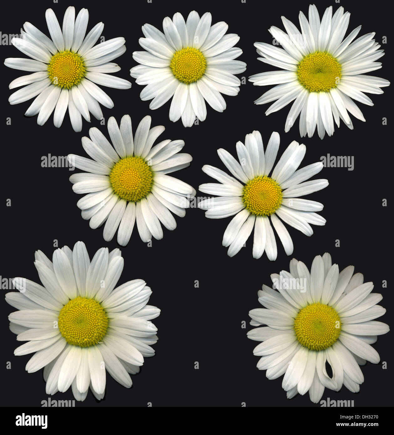 Large White Daisy Flowers High Resolution Stock Photography and Images ...