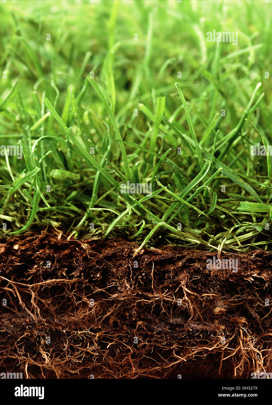 Grass, section through ground showing plant growing above and below the ...
