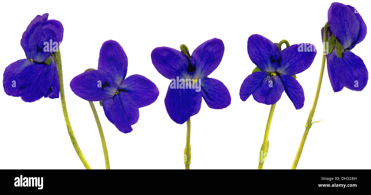 Pentecost greetings hi-res stock photography and images - Alamy