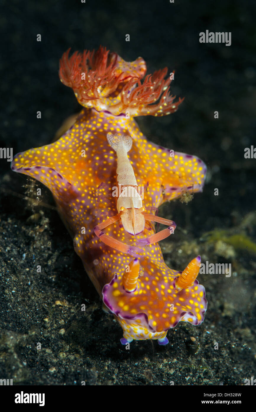 Emperor Shrimp on T-bar Nudibranch, Periclimenes imperator, Ceratosoma ...