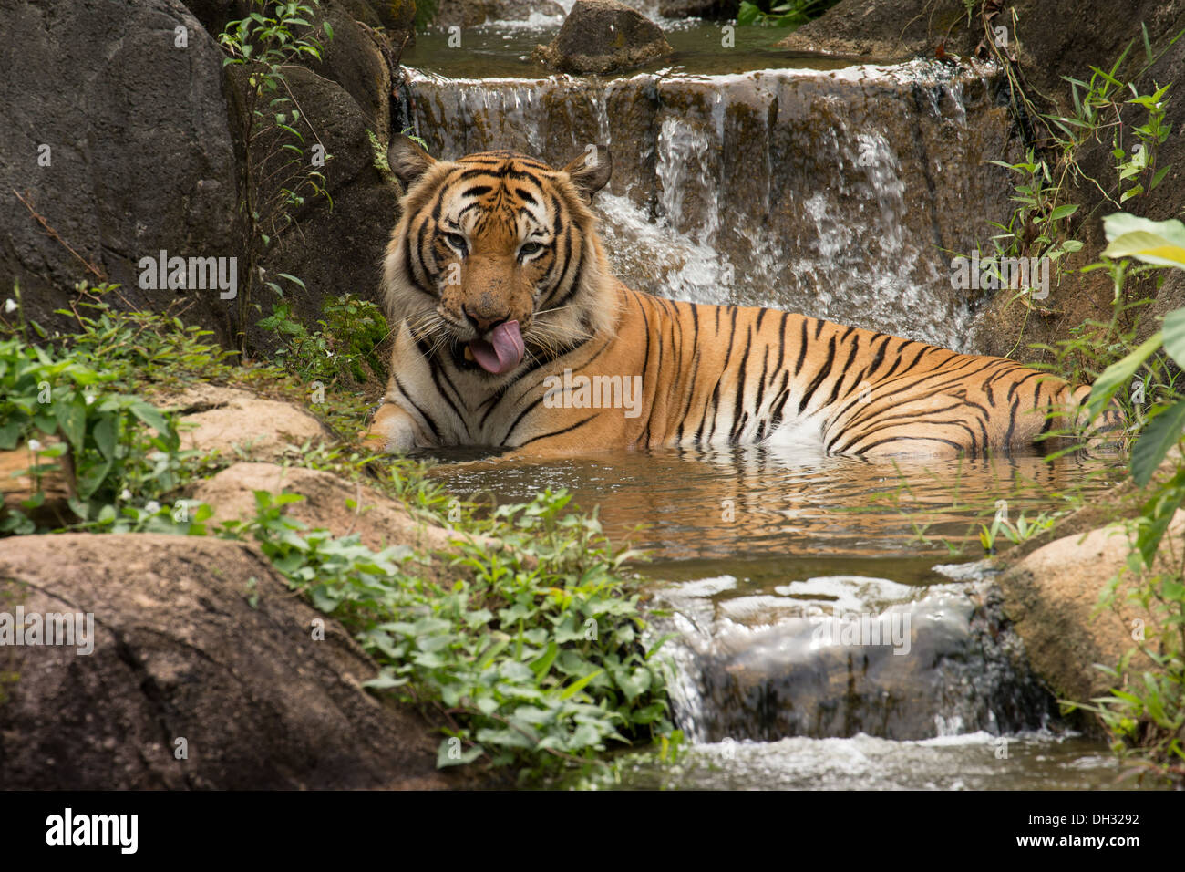 Malayan tiger hi-res stock photography and images - Alamy