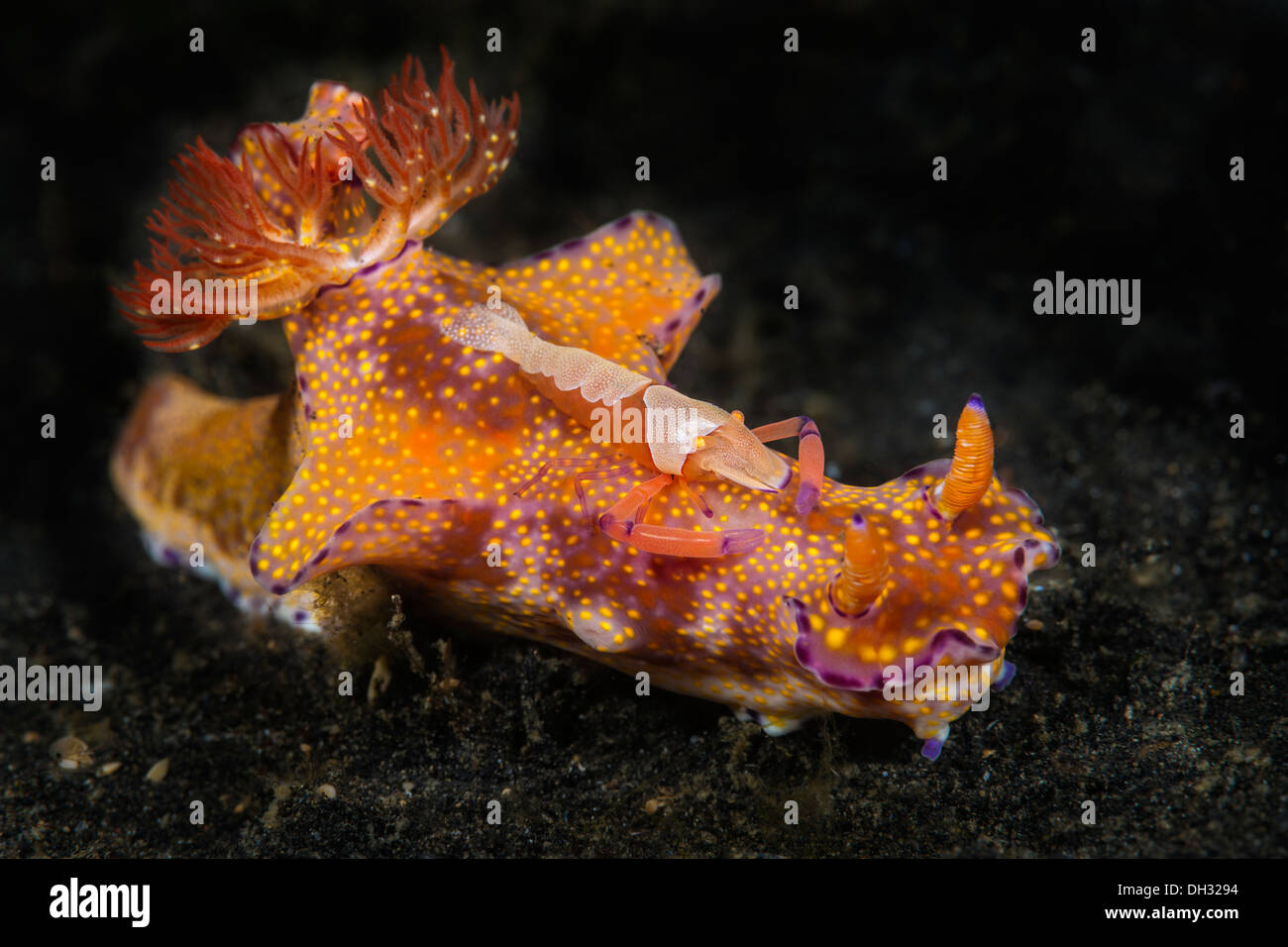 Emperor Shrimp on T-bar Nudibranch, Periclimenes imperator, Ceratosoma ...