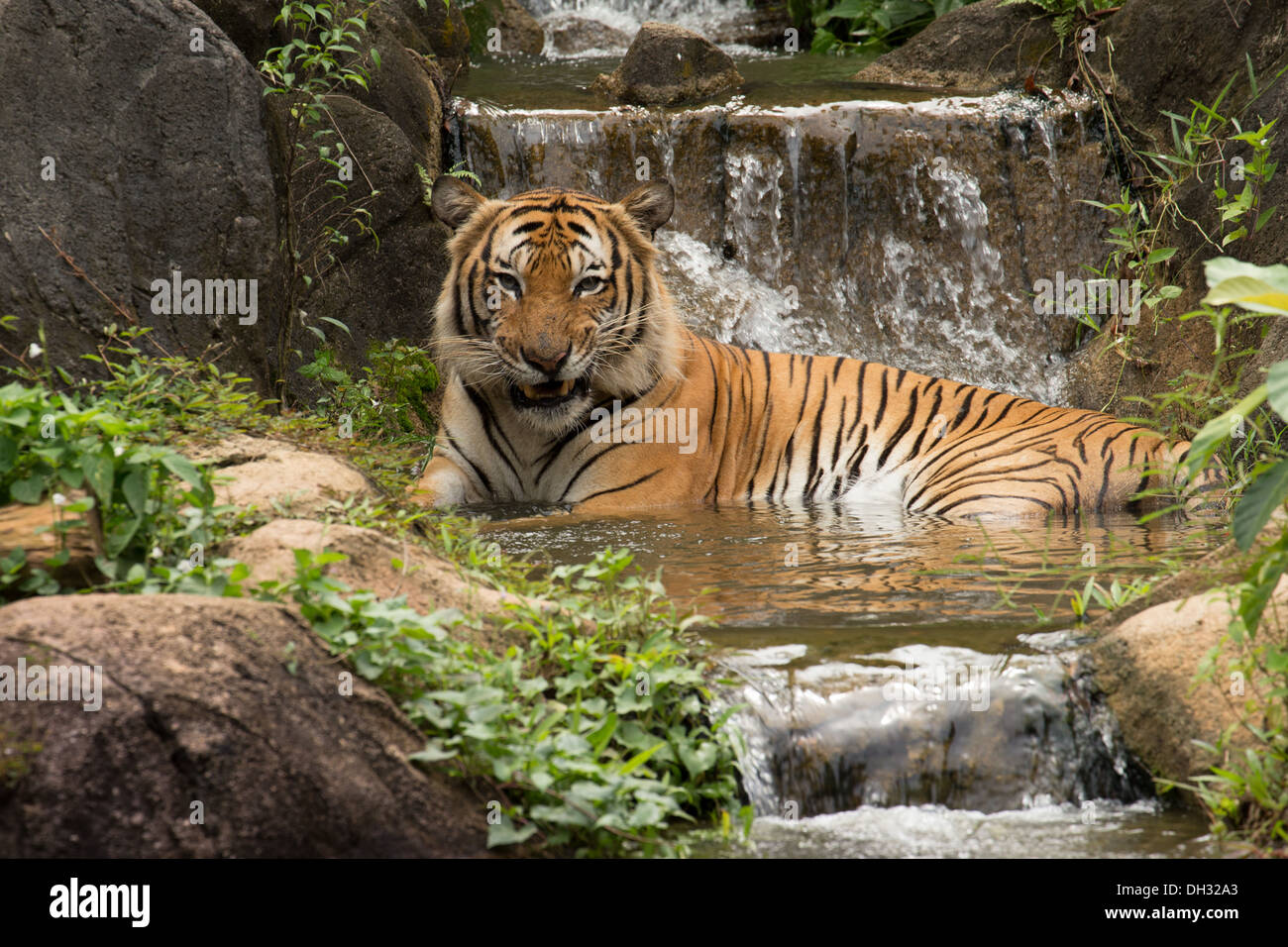 Malayan tiger hi-res stock photography and images - Alamy