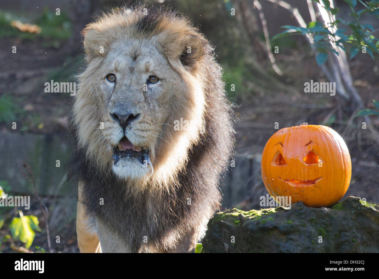 London, UK. 30 October 2013. Lucifer the Lion inspects out blood ...