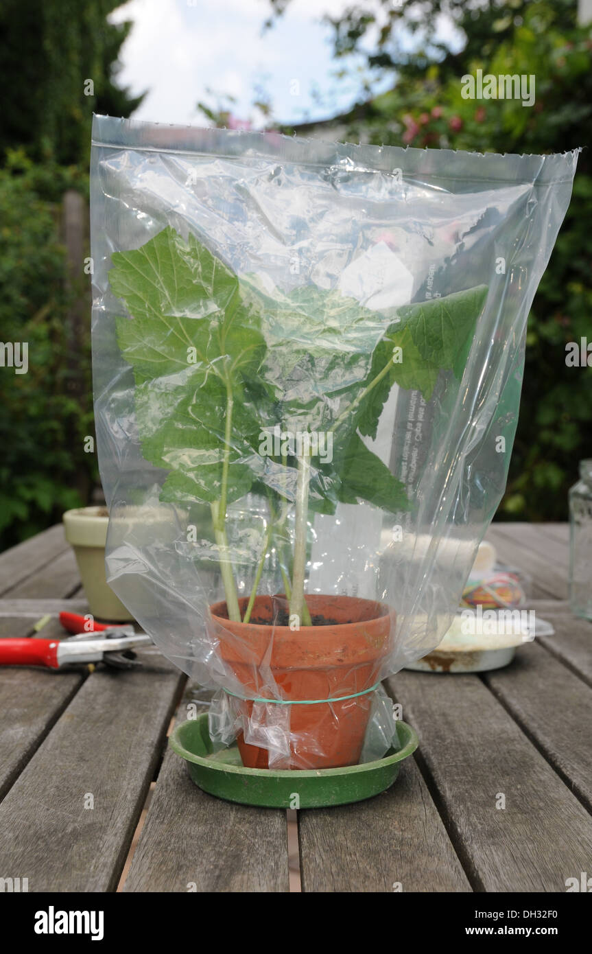 Currant cuttings hi-res stock photography and images - Alamy