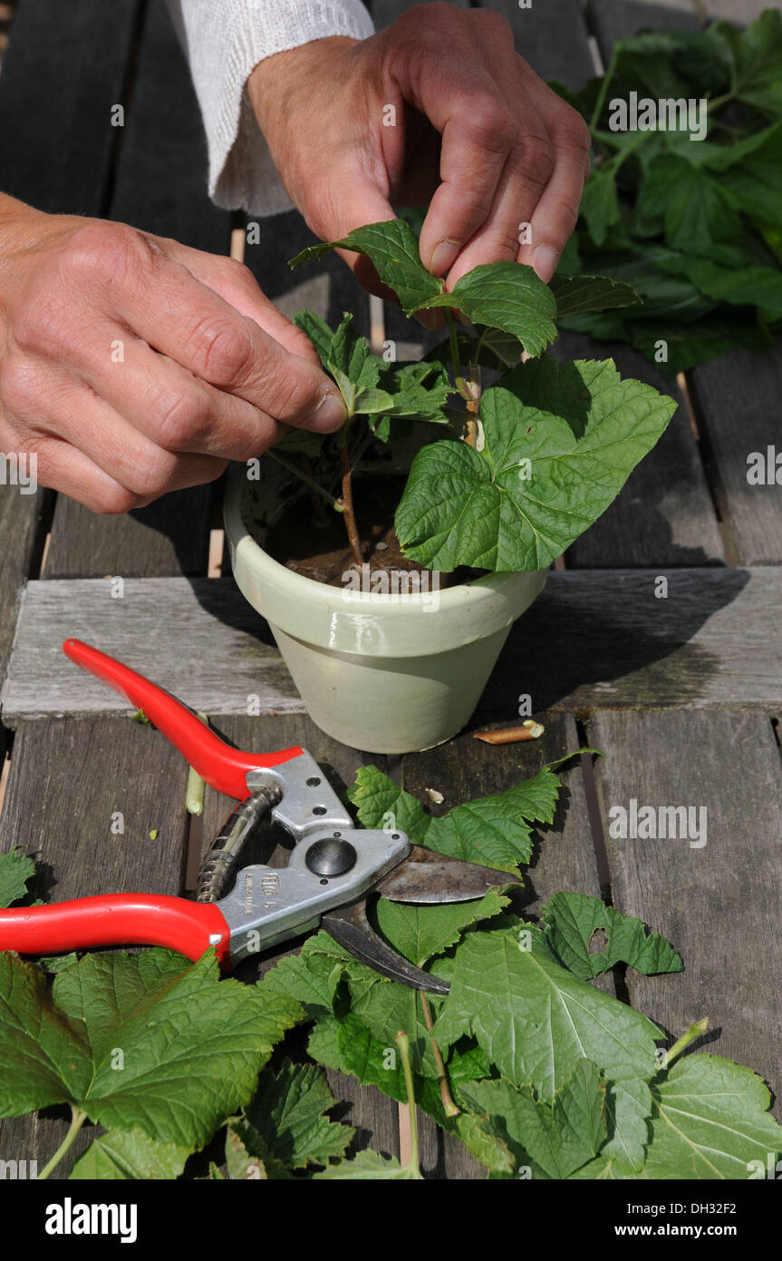 Currant cuttings hi-res stock photography and images - Alamy