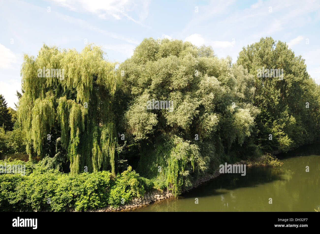 Weeping Willow and Silver Willow Stock Photo - Alamy
