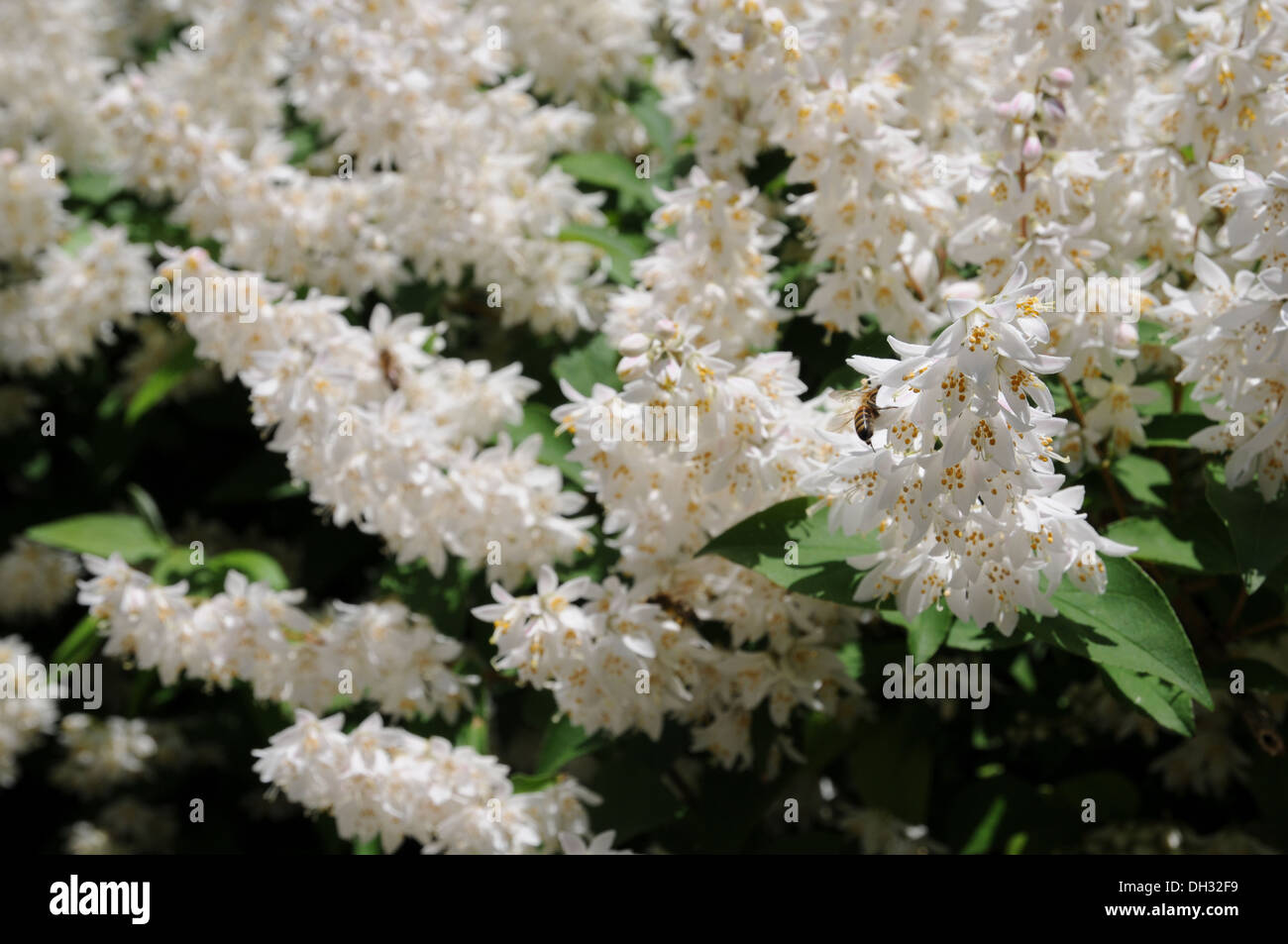 Hohe deutzie hi-res stock photography and images - Alamy