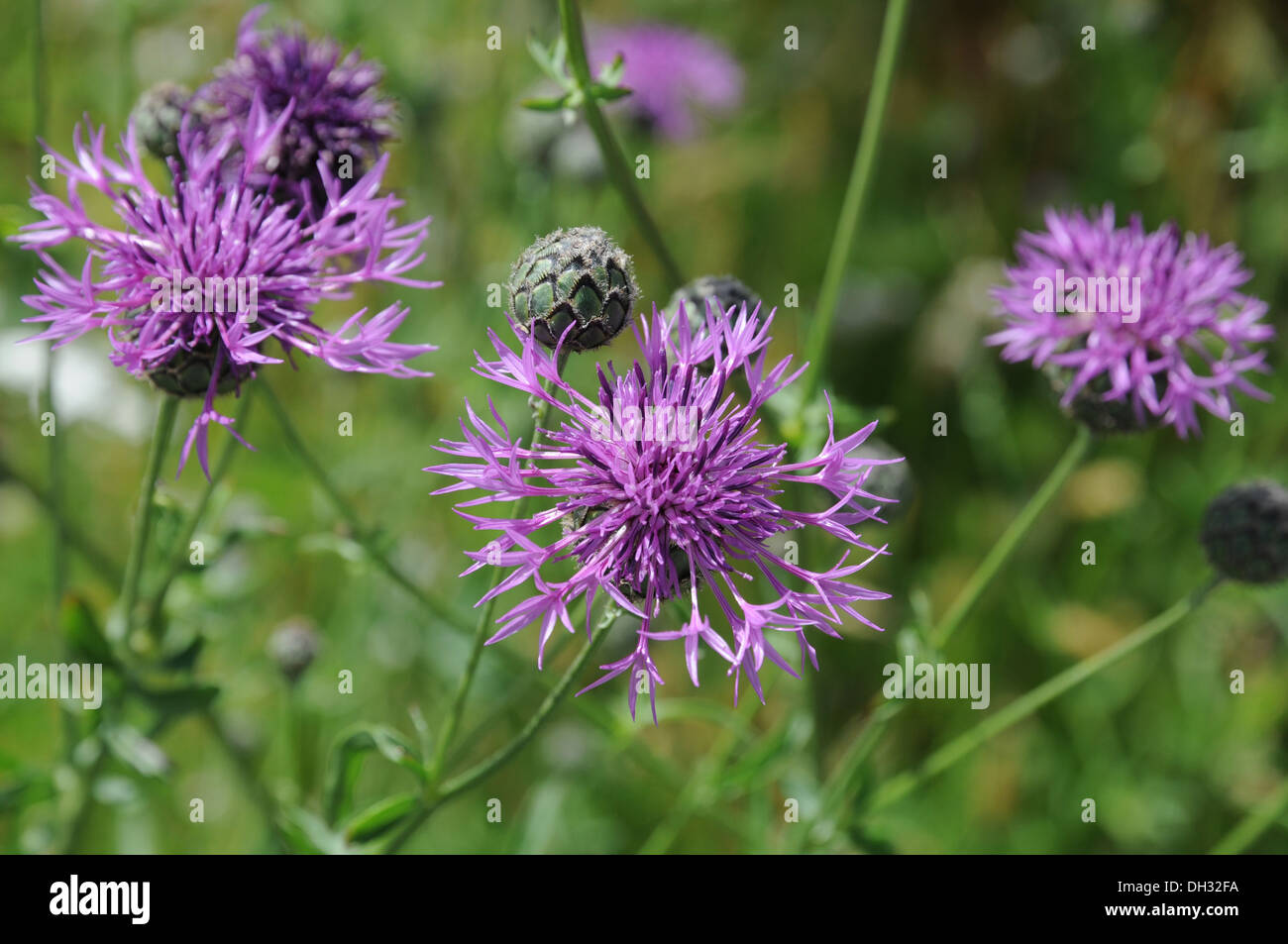 Spotted knapweed hi-res stock photography and images - Alamy