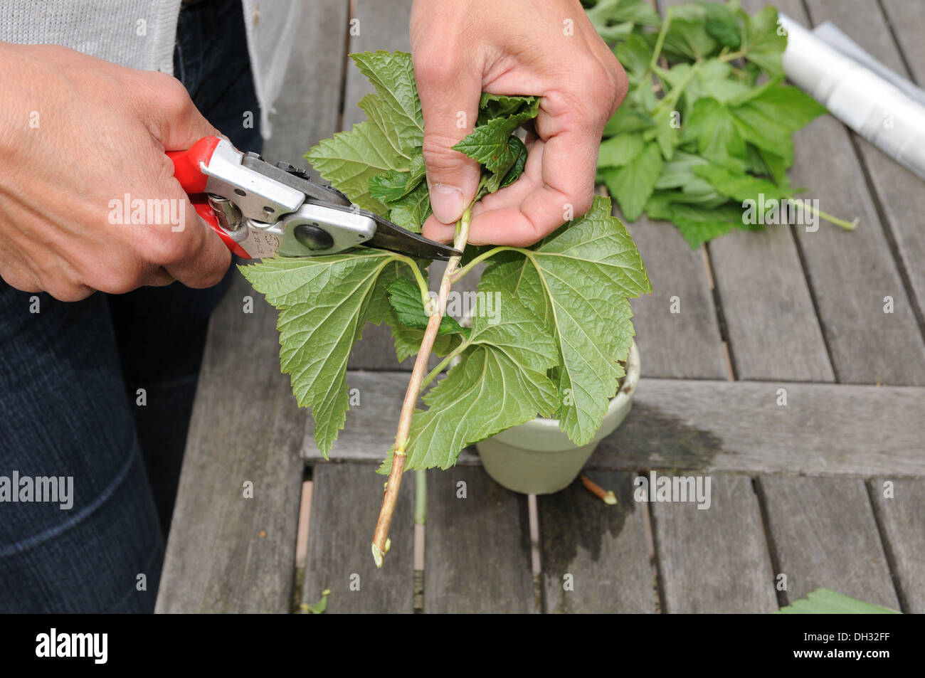 Propagate fruit hi-res stock photography and images - Alamy