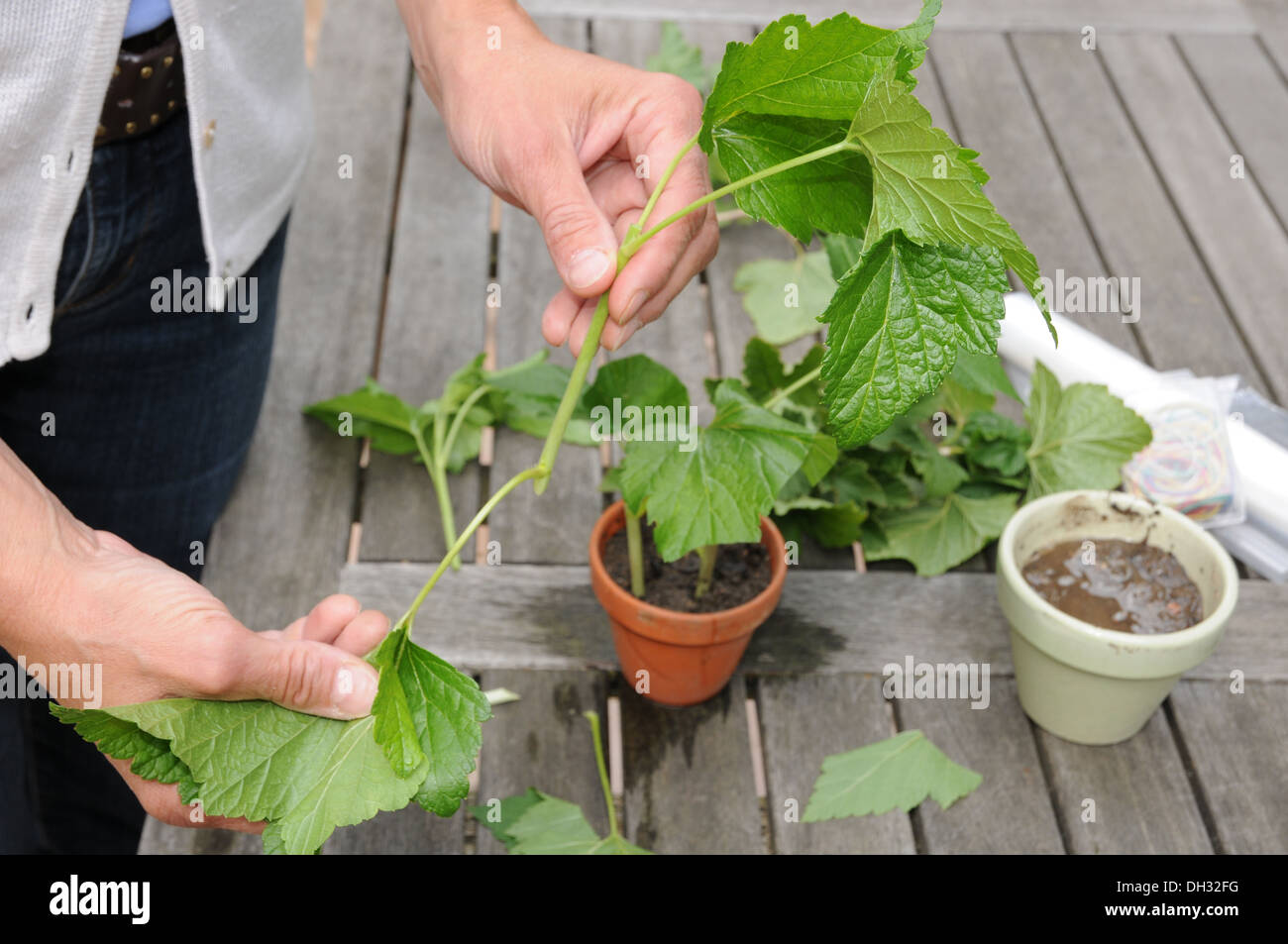 Currant cuttings hi-res stock photography and images - Alamy