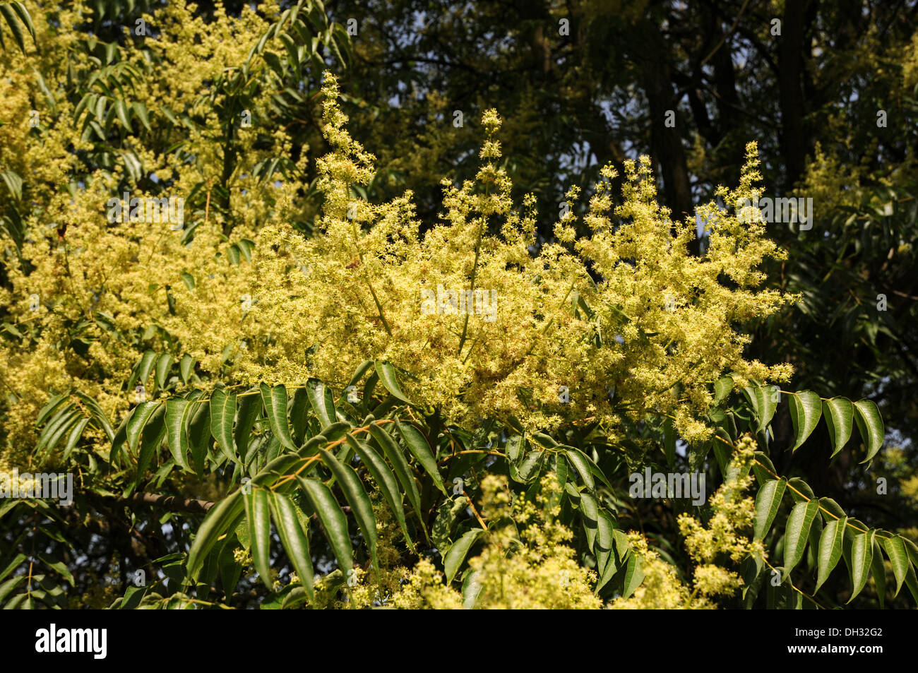 Tree of Heaven Stock Photo - Alamy