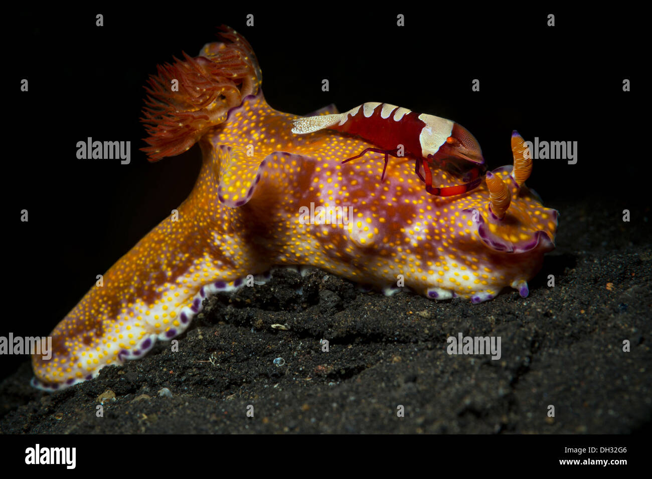 Emperor Shrimp on T-bar Nudibranch, Periclimenes imperator, Ceratosoma ...