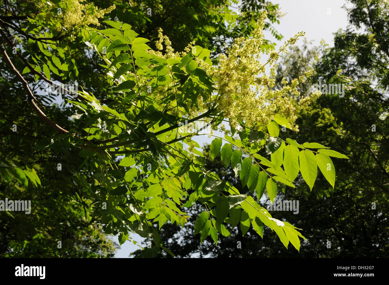 Tree of Heaven Stock Photo - Alamy