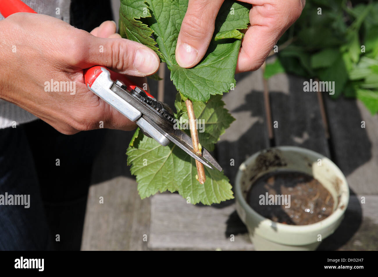 Currant cuttings hi-res stock photography and images - Alamy