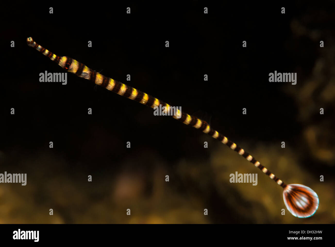 Dactyliophorus dunckerocampus hi-res stock photography and images - Alamy
