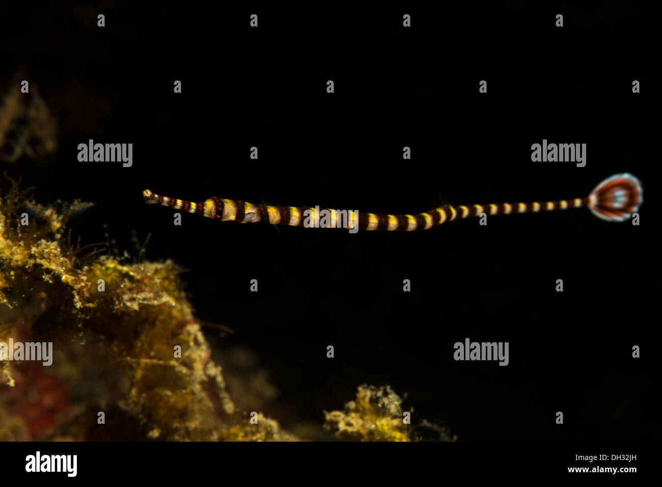 Dactyliophorus dunckerocampus hi-res stock photography and images - Alamy