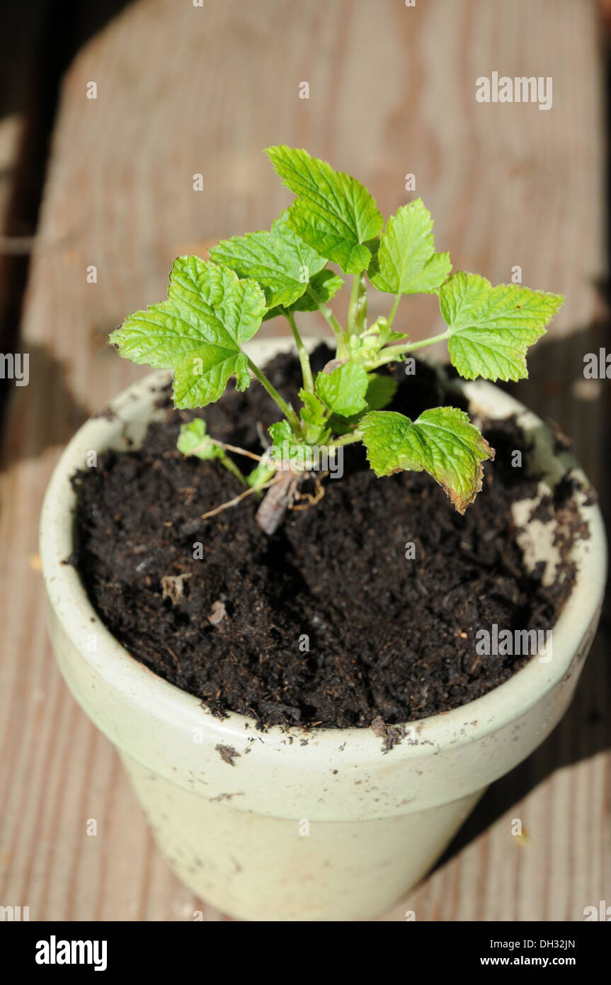 Currant cuttings hi-res stock photography and images - Alamy