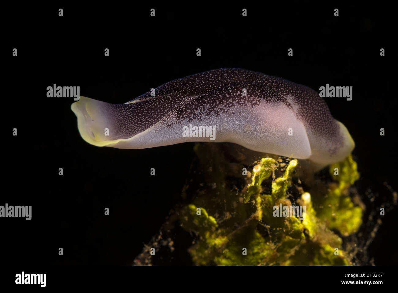 Headshield Sea Slug, Chelidonuira amoena, Lembeh Strait, North Sulawesi ...