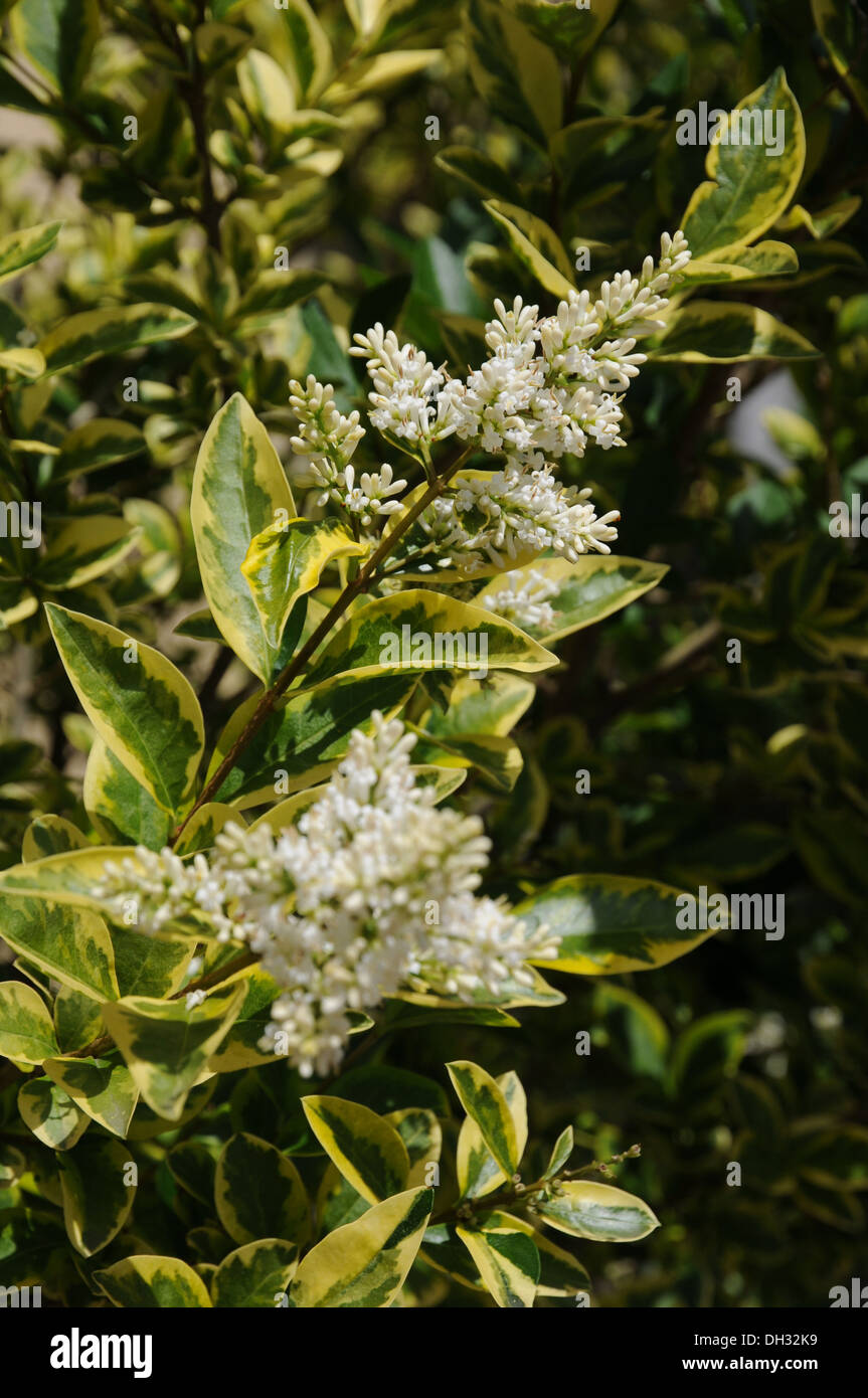 Privet shrubs hi-res stock photography and images - Alamy