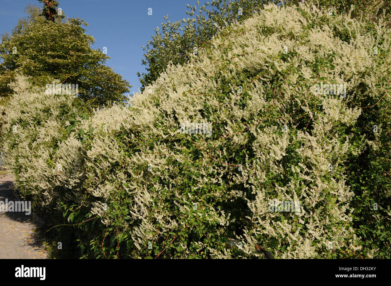 Russian vines hi-res stock photography and images - Alamy