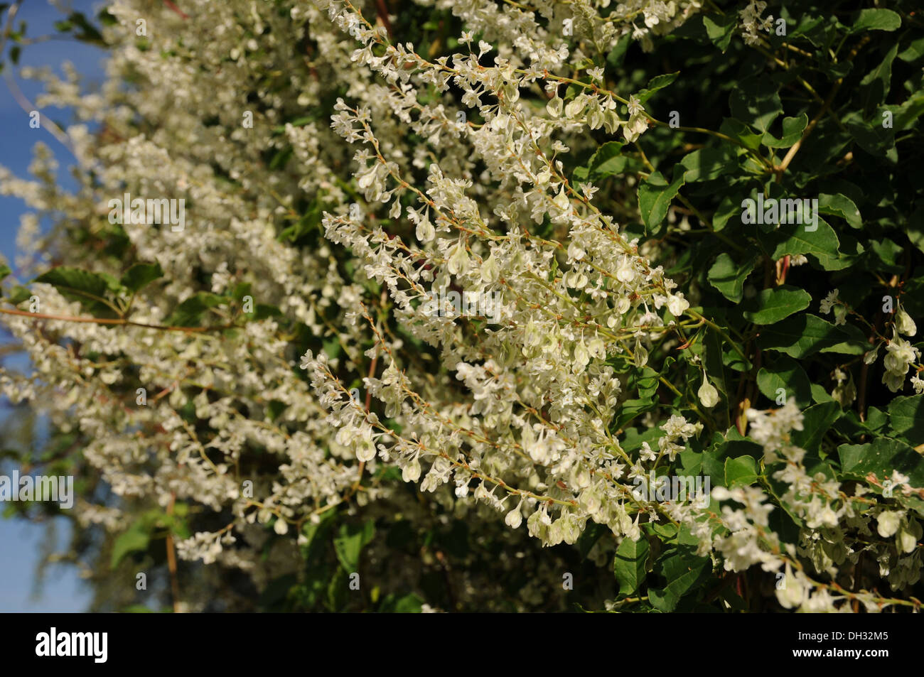 Russian Vine High Resolution Stock Photography and Images - Alamy